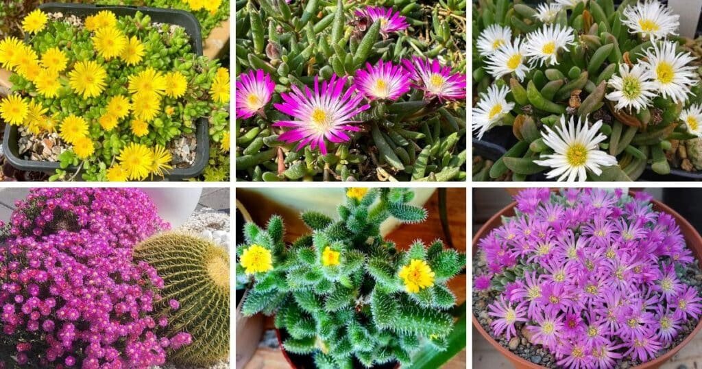 Cryptocereus Pictorial Guide