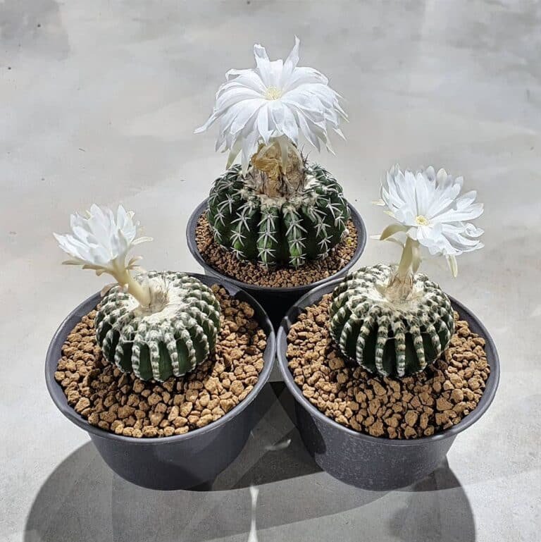 17 Types Of Popular Discocactus Pictorial Guide