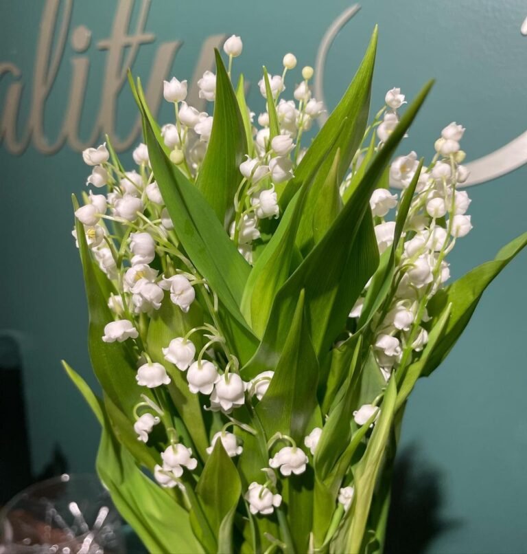 4 Types Of Convallaria Pictorial Guide