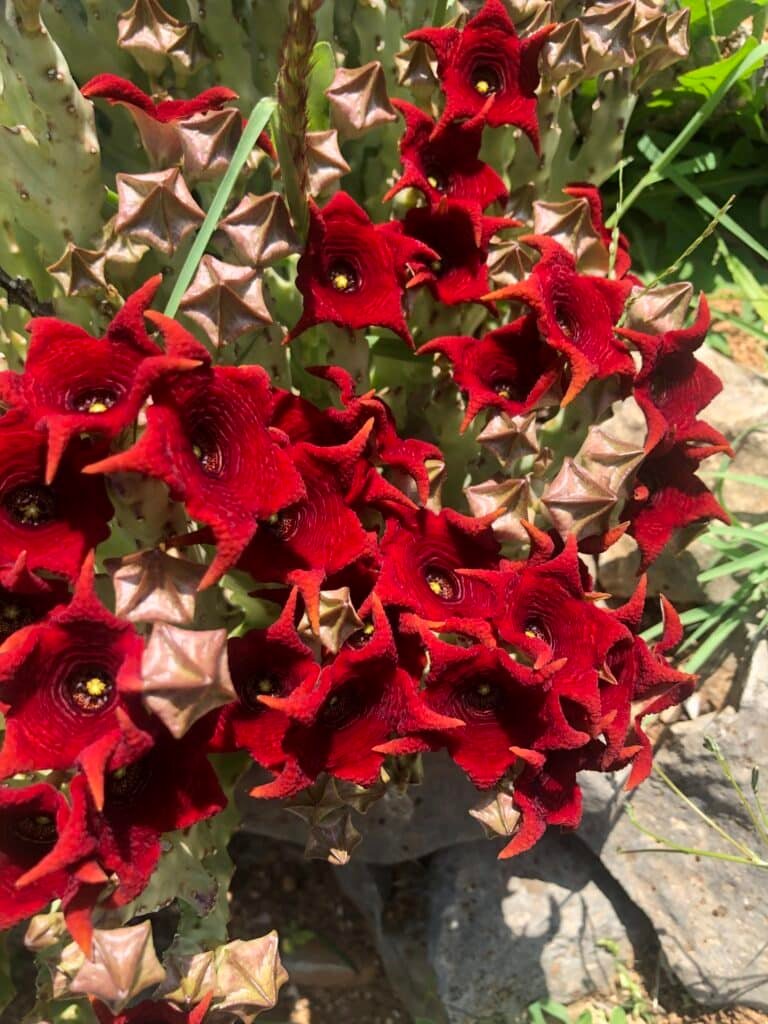 27 Types Of Popular Caralluma Pictorial Guide