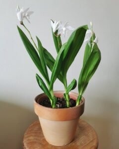 5 Types Of Bletilla Pictorial Guide