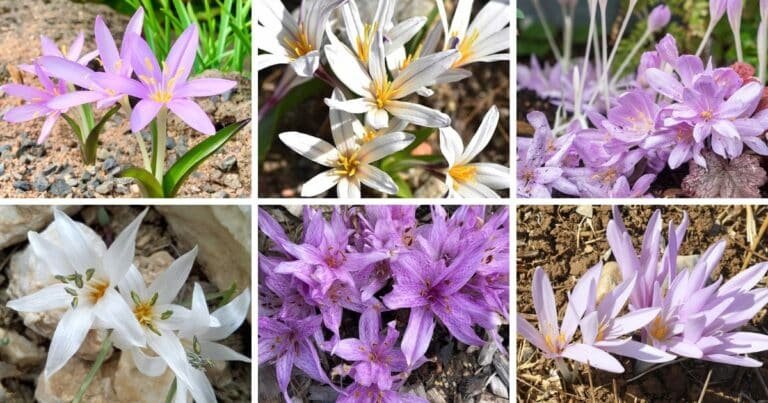 20 Types Of Popular Colchicum Pictorial Guide