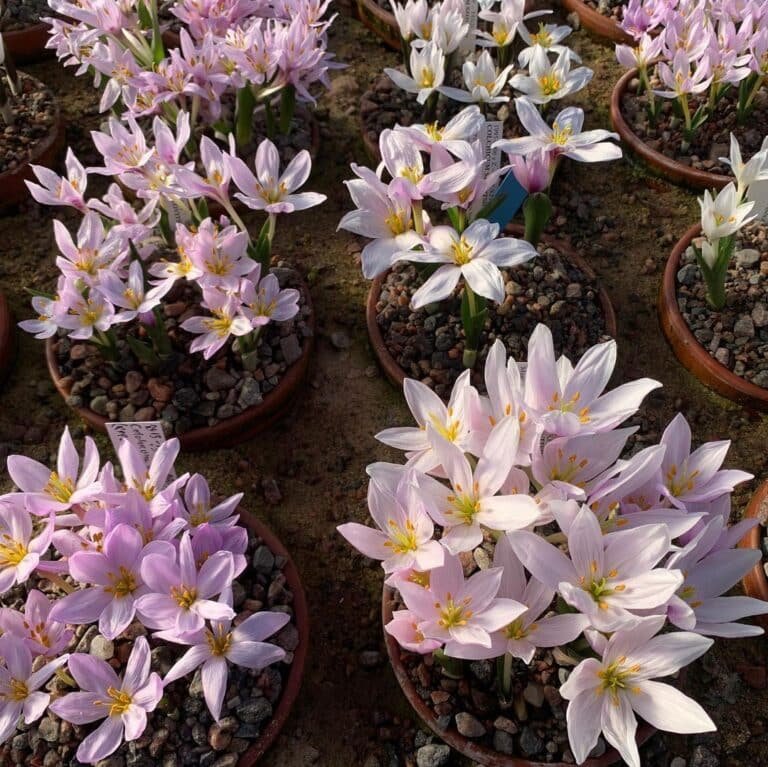 20 Types Of Popular Colchicum Pictorial Guide
