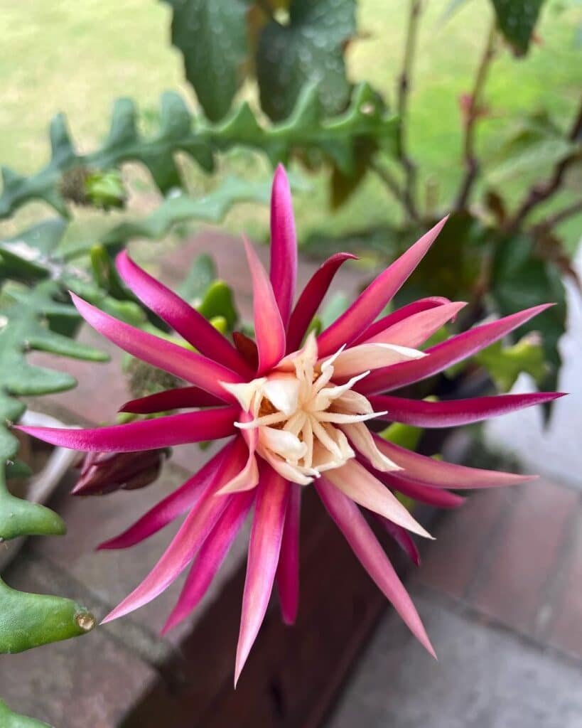 Cryptocereus Pictorial Guide