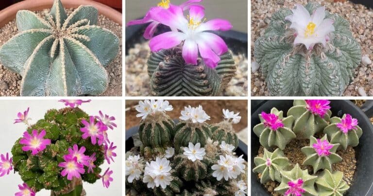 3 Types Of Aztekium Pictorial Guide