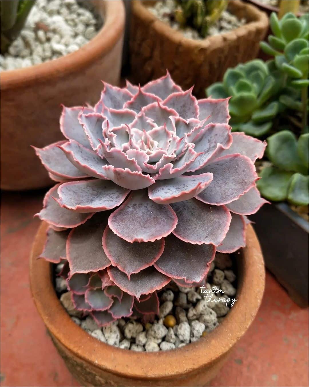 Top 10 Most Beautiful And Unique Succulent Varieties You Need To See
