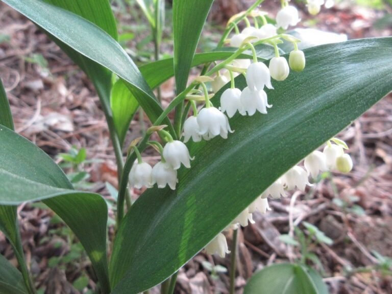 4 Types Of Convallaria Pictorial Guide