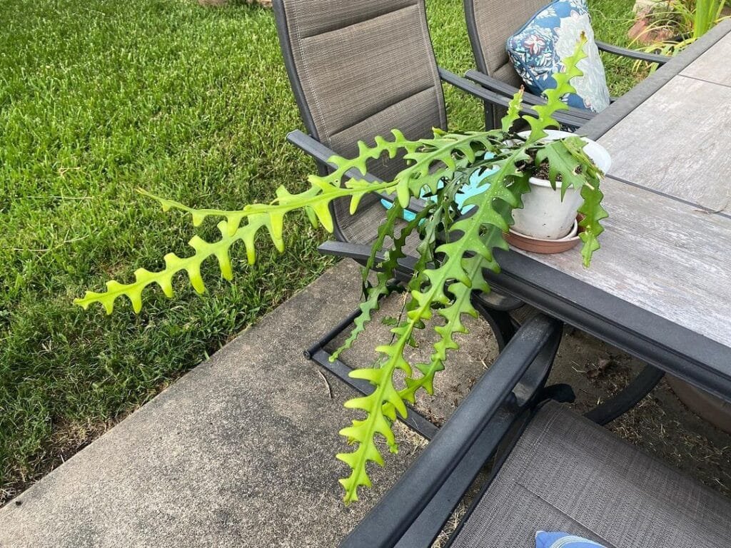 Cryptocereus Pictorial Guide