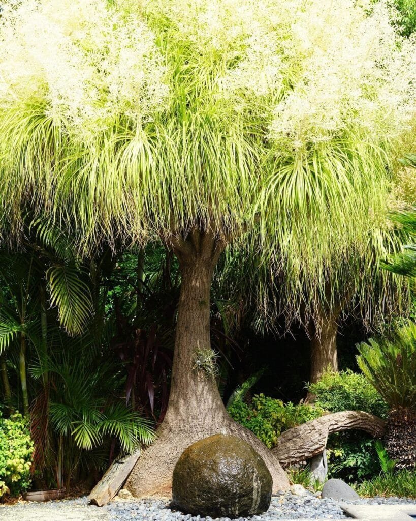 9 Types Of Beaucarnea Pictorial Guide