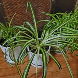 15 Types Of Popular Chlorophytum Pictorial Guide