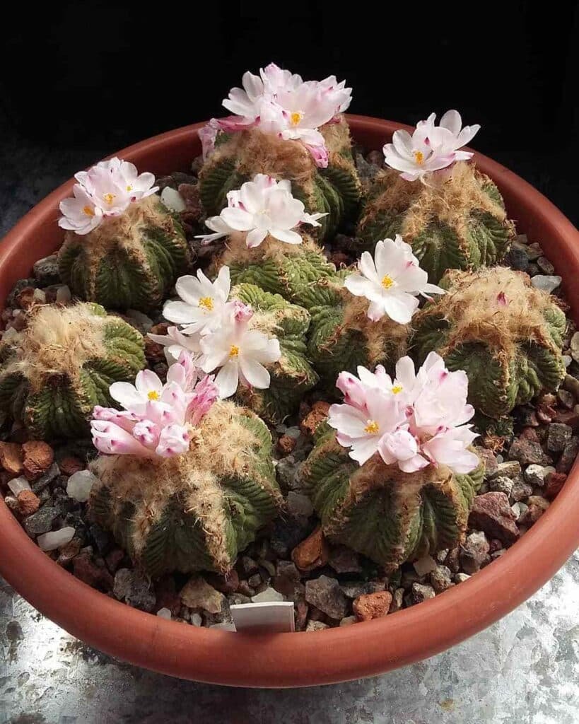3 Types Of Aztekium Pictorial Guide