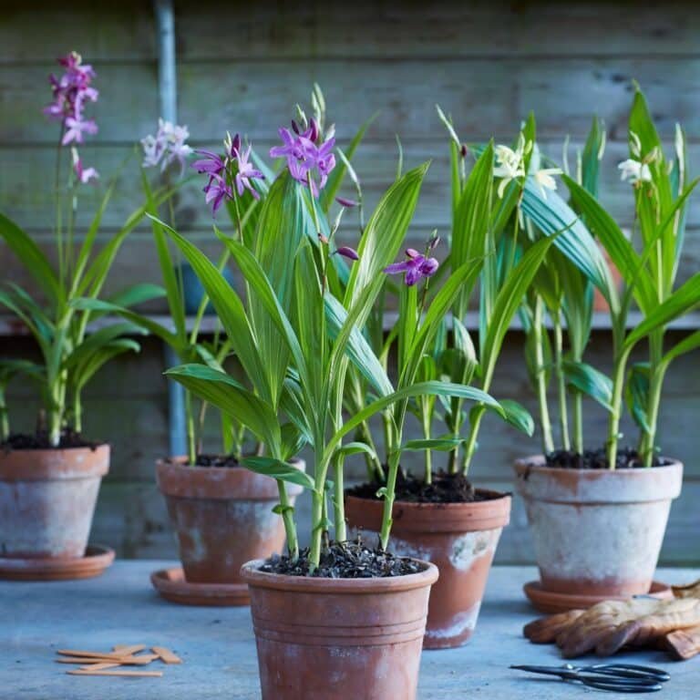 5 Types Of Bletilla Pictorial Guide
