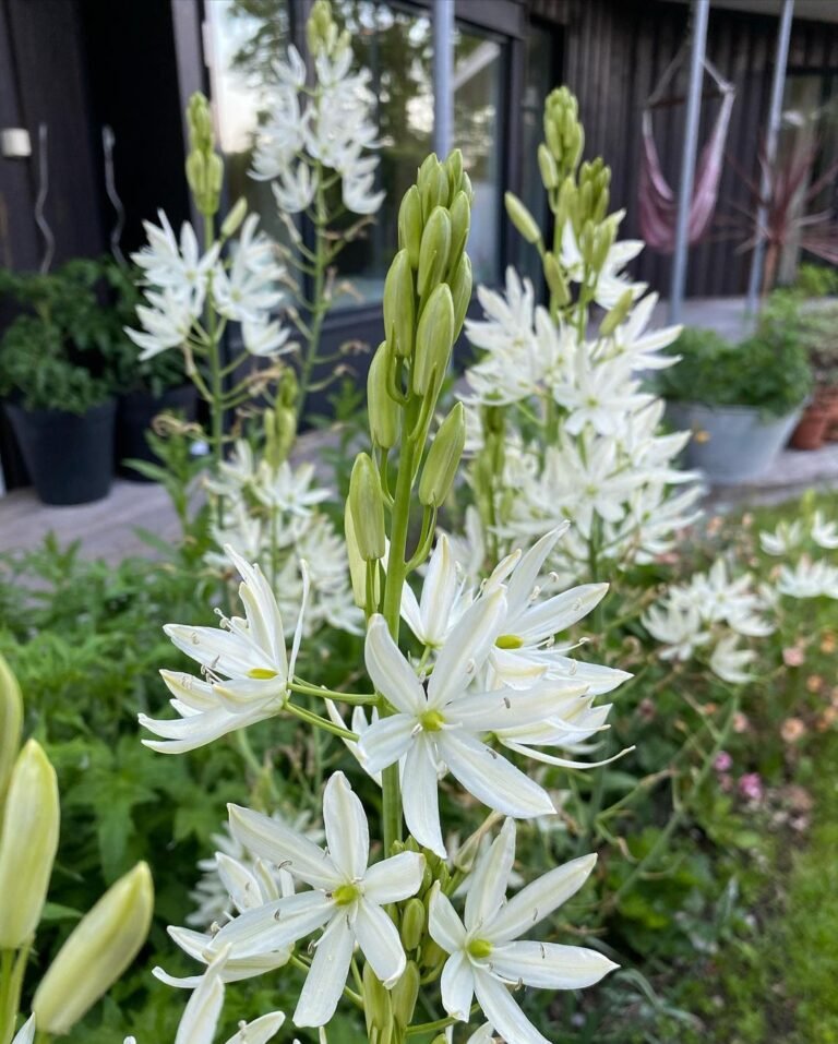 8 Types Of Camassia Pictorial Guide