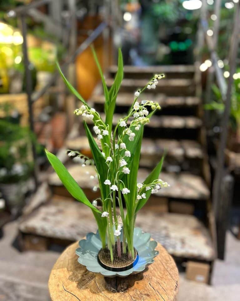 4 Types Of Convallaria Pictorial Guide