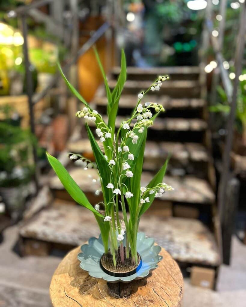 4 Types Of Convallaria Pictorial Guide