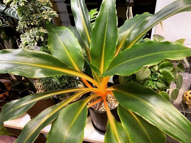 15 Types Of Popular Chlorophytum Pictorial Guide