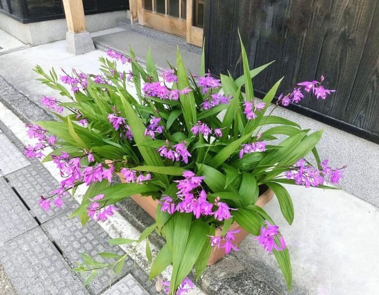 5 Types Of Bletilla Pictorial Guide