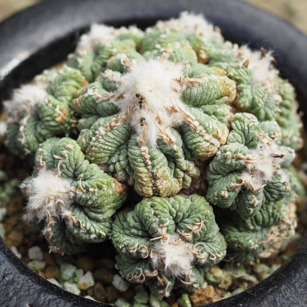 3 Types Of Aztekium Pictorial Guide