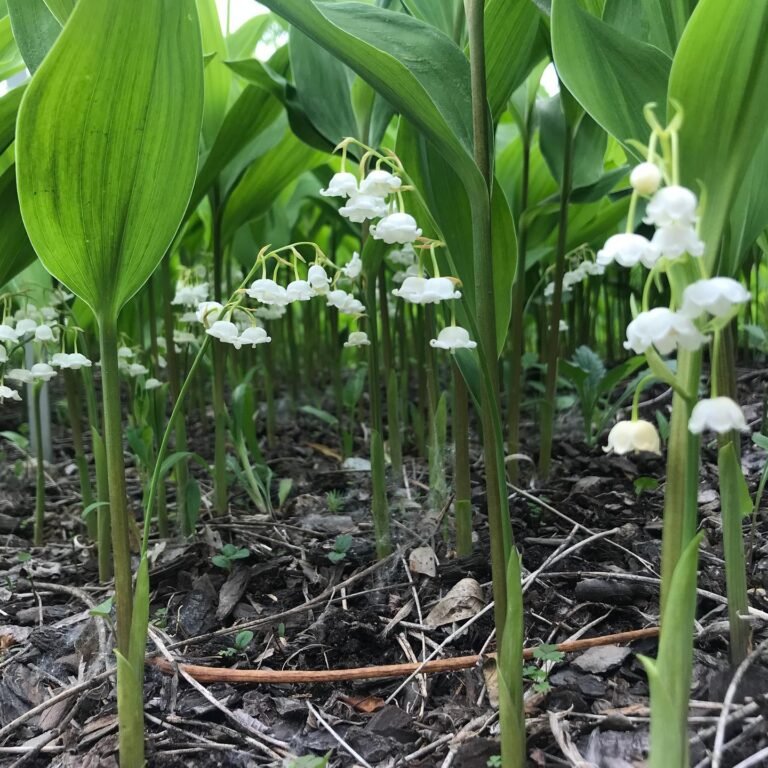 4 Types Of Convallaria Pictorial Guide