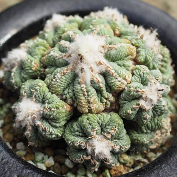 3 Types Of Aztekium Pictorial Guide