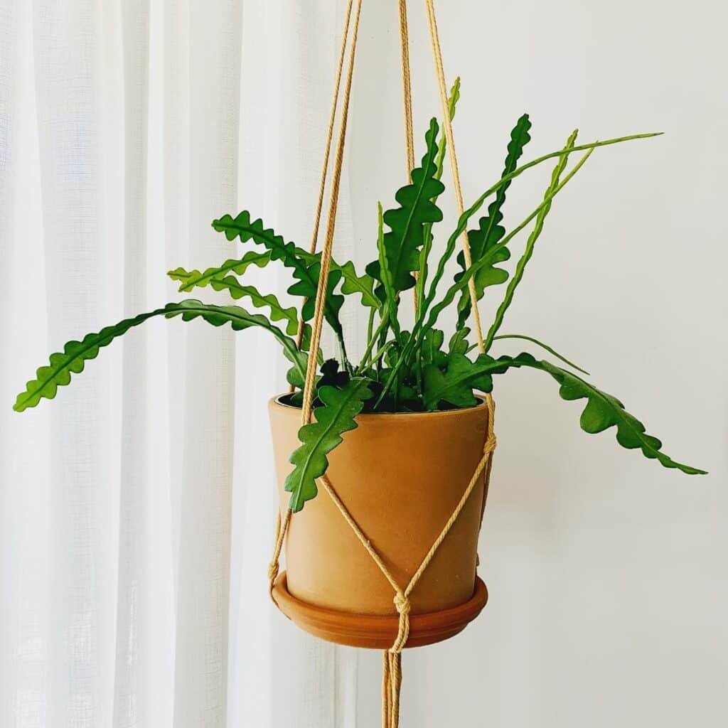 Cryptocereus Pictorial Guide