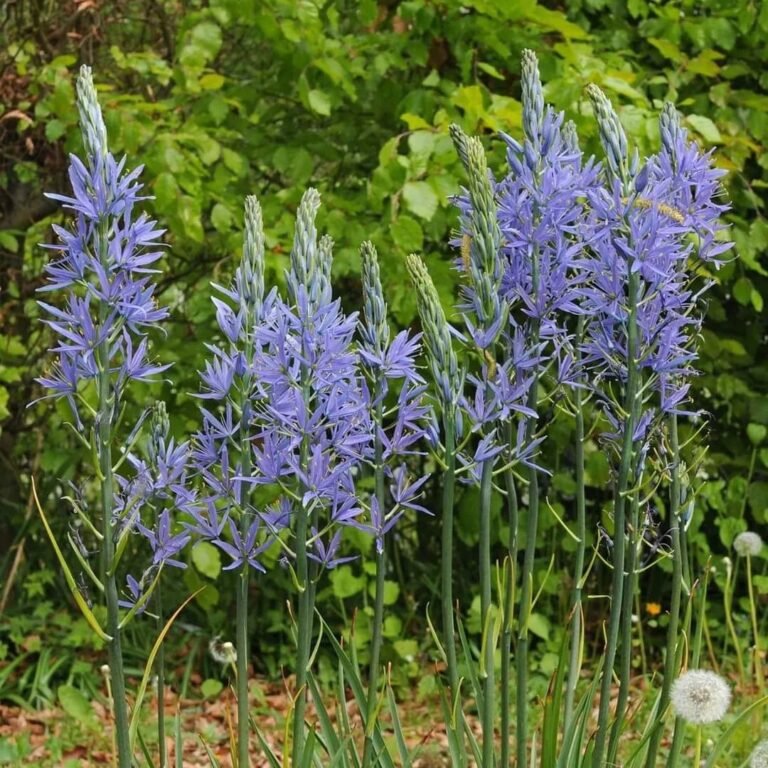 8 Types Of Camassia Pictorial Guide