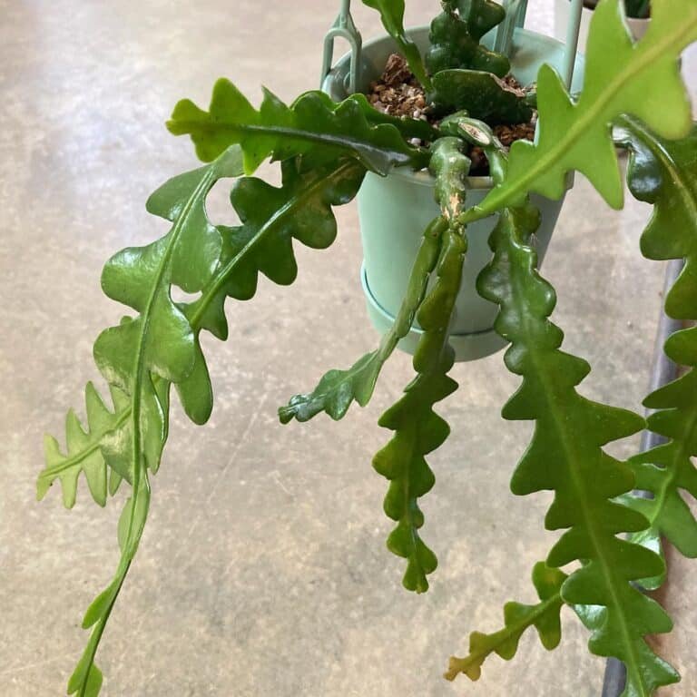 Cryptocereus Pictorial Guide
