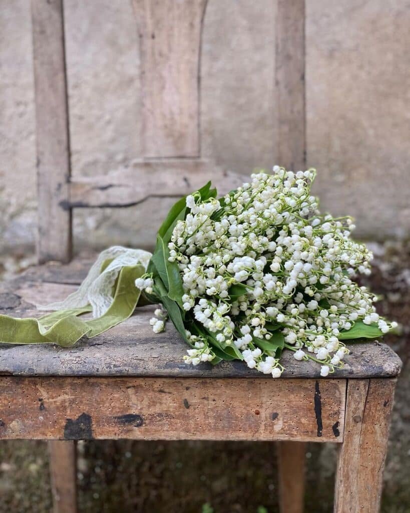 4 Types Of Convallaria Pictorial Guide