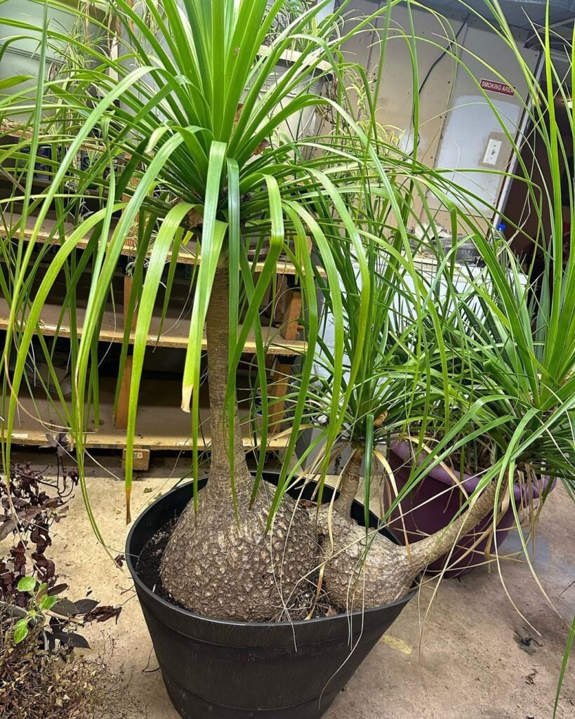 9 Types Of Beaucarnea Pictorial Guide