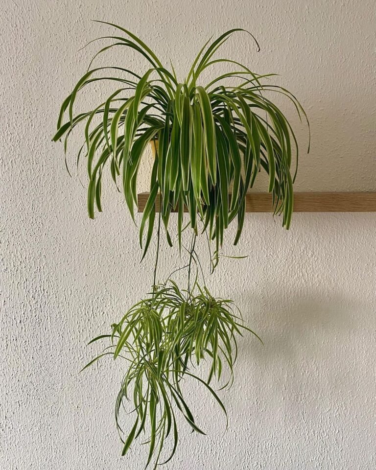 15 Types Of Popular Chlorophytum Pictorial Guide