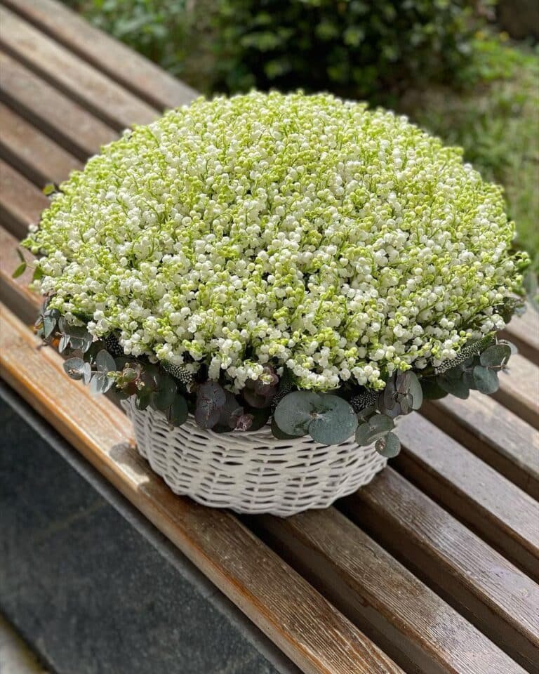 4 Types Of Convallaria Pictorial Guide