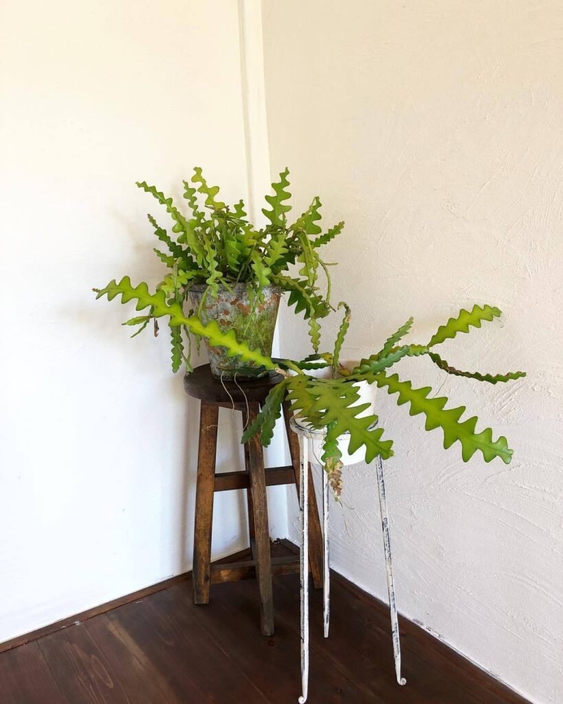 Cryptocereus Pictorial Guide