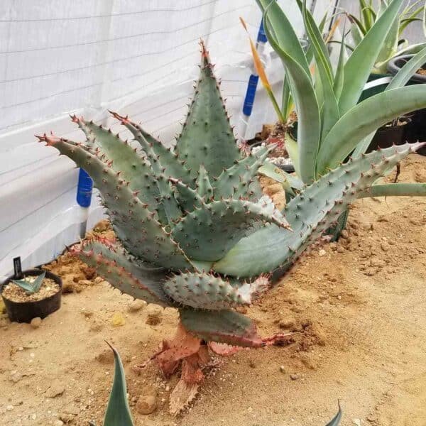 Grow And Care For Spiky Succulents: The Ultimate Guide!