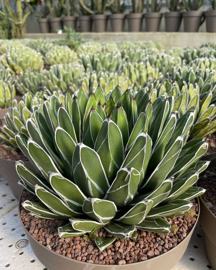 10 Exotic Succulents For A Tropical Paradise At Home