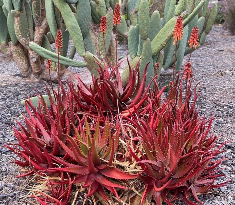 Transform Your Garden With Gorgeous Red Succulents!