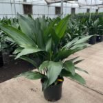 4 Types Of Popular Aspidistra Pictorial Guide