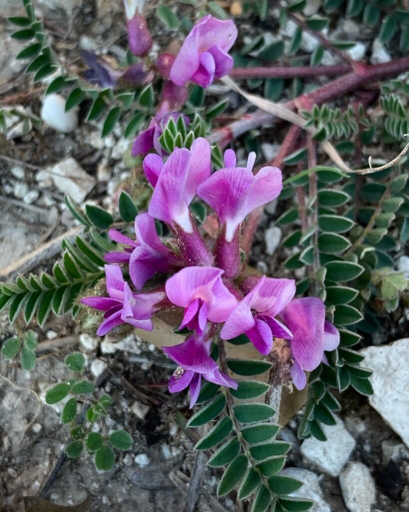 30 Types Of Popular Astragalus Pictorial Guide