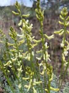 30 Types Of Popular Astragalus Pictorial Guide