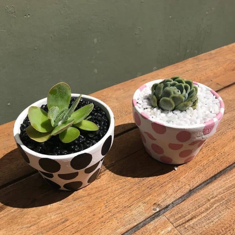 Beginner's Guide To Growing Indoor Succulents!