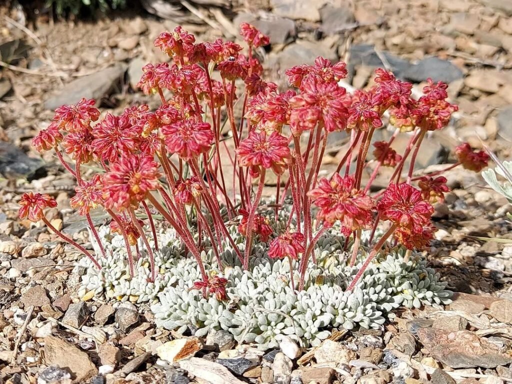 30 Types Of Popular Eriogonum Pictorial Guide