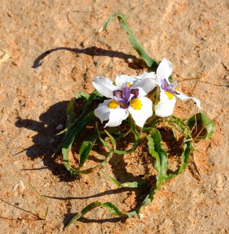 30 Types Of Popular Moraea Pictorial Guide