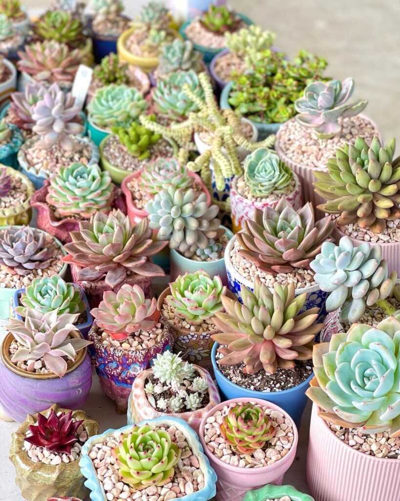 Enchant Your Home With These 12 Rare And Magical Succulents!