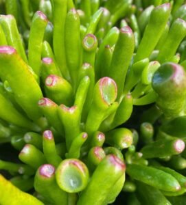 Shrek Ear Succulent: The Ideal Houseplant For Beginner Gardeners