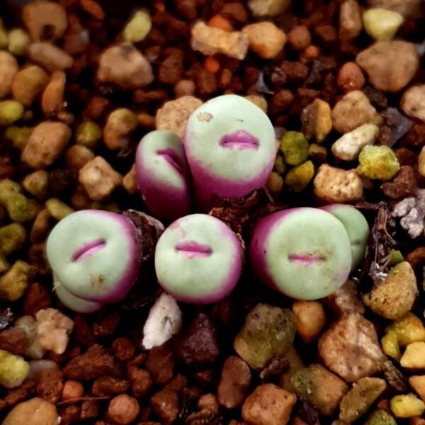 Conophytum Pageae: A Fascinating Succulent That Will Steal Your Heart