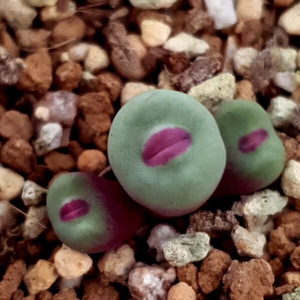 Conophytum Pageae: A Fascinating Succulent That Will Steal Your Heart