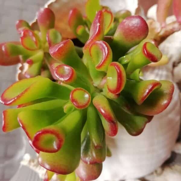 Shrek Ear Succulent: The Ideal Houseplant For Beginner Gardeners