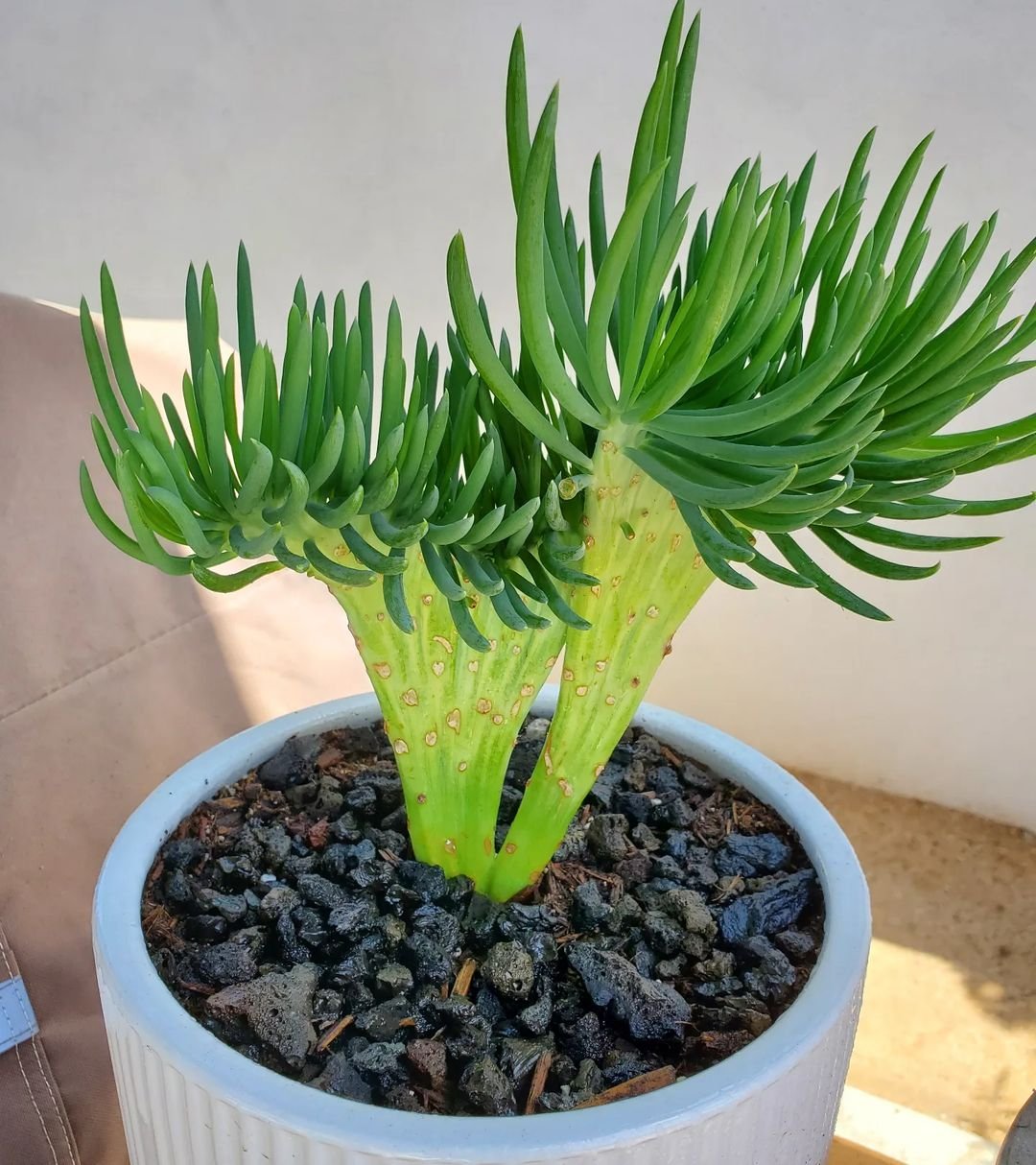 Add A Touch Of Magic with Mermaid Tail Succulent: Your New Must-Have Plant!