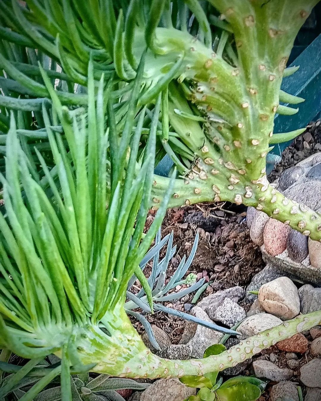 Add A Touch Of Magic with Mermaid Tail Succulent: Your New Must-Have Plant!