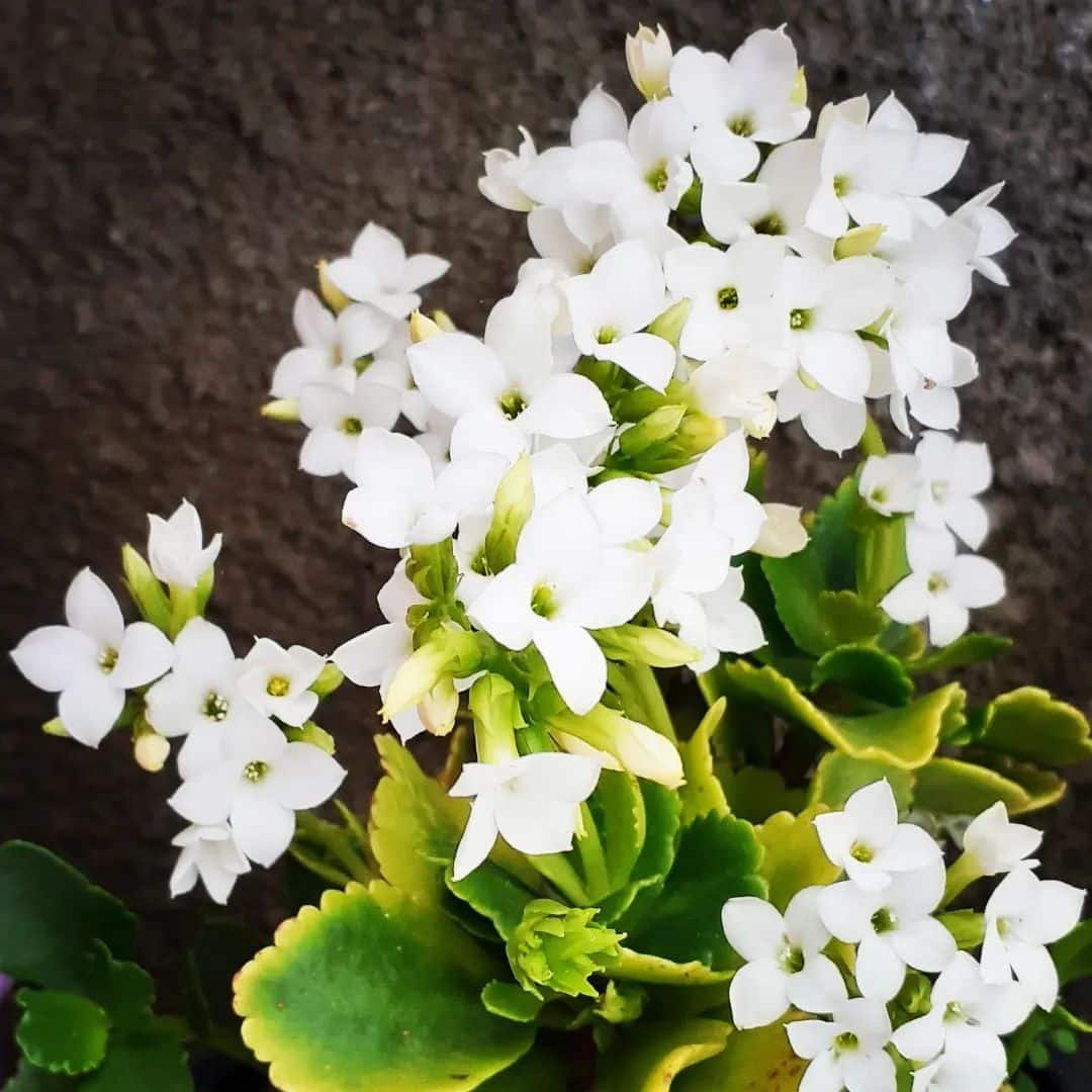 How To Care For And Cultivate Kalanchoe Blossfeldiana: The Guide To Its ...