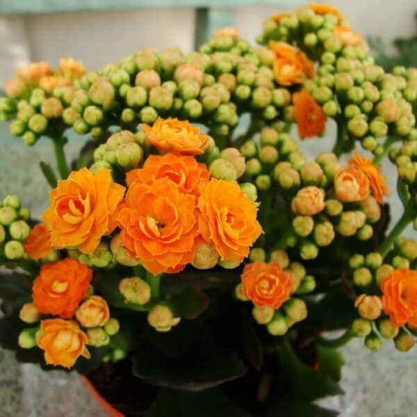 How To Care For And Cultivate Kalanchoe Blossfeldiana: The Guide To Its ...
